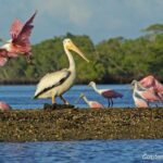 Two-Hour Everglades Dolphin, Manatee and Birding Boat Tour - Final Thoughts on the Experience and Value