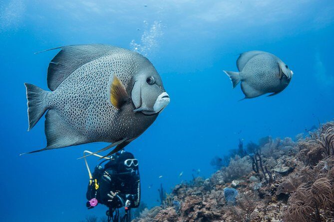 Two tanks local diving for certified divers, SCUBA gear included - The Itinerary – What Exactly Happens