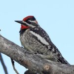 Uinta Mountains Birding and Nature Expedition - Final Thoughts: Who Will Love This Tour?
