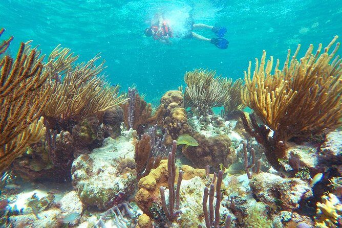 Ultimate 5x1 Combo with ATV, Ziplines, Cenote & Reef Snorkeling - What Makes This Tour Stand Out?
