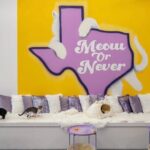 Ultimate cat experience at Austin's only cat cafe - A Closer Look at the Itinerary and Experience