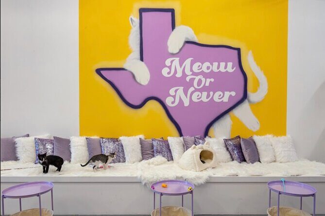 Ultimate cat experience at Austin's only cat cafe - A Closer Look at the Itinerary and Experience