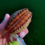 Ultimate Private Scalloping Adventure in Crystal River - Booking and Availability