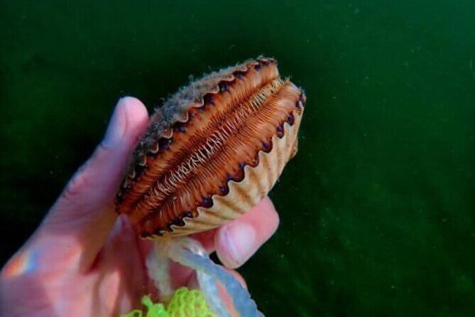 Ultimate Private Scalloping Adventure in Crystal River - Booking and Availability