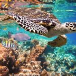 Underwater Maya Snorkeling Tour - Authentic Experiences and Genuine Feedback