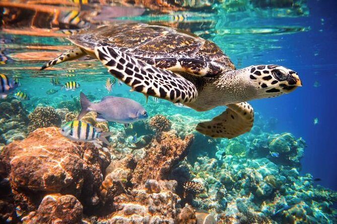 Underwater Maya Snorkeling Tour - Authentic Experiences and Genuine Feedback