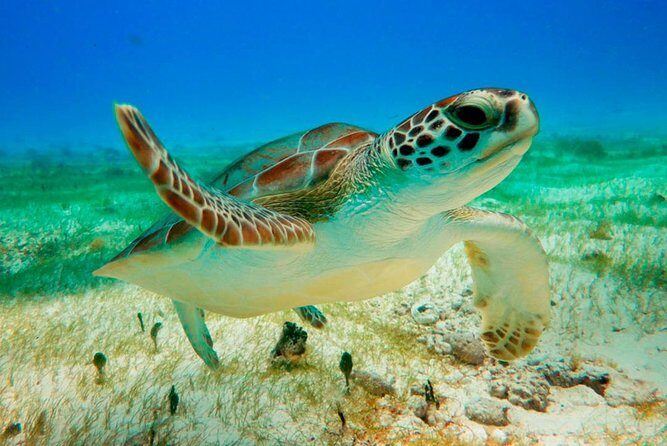 Unforgettable Snorkel Adventure in Cancun whit Transpotations - The Snorkeling Spots – What You’ll See
