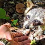 Unique 5 Hours-Boat Tour to Raccoon Island from Fort Lauderdale - Whats Included and What’s Not
