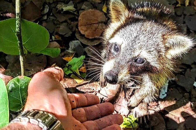 Unique 5 Hours-Boat Tour to Raccoon Island from Fort Lauderdale - Whats Included and What’s Not