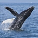 Valdez: 6-Hour Columbia Glacier Cruise - Who Will Love This Tour?