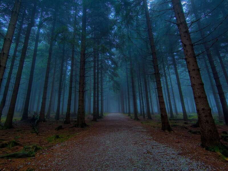 Valle de Bravo: Magical night at the forest - The Sum Up: Who Will Love This Tour?