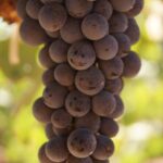 Valle de Guadalupe Private Wine Tour - Final Thoughts