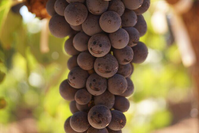 Valle de Guadalupe Private Wine Tour - Final Thoughts