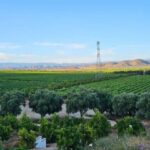 Valle de Guadalupe Tour: Wine Tastings Included - FAQ