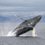Vancouver, BC: Whale Watching Tour with Guide - The Value of the Tour