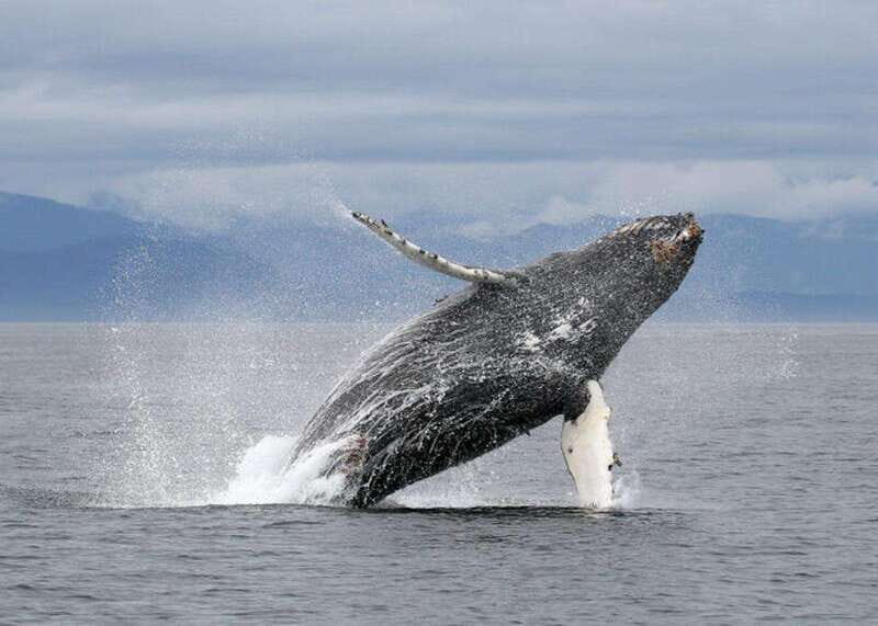 Vancouver, BC: Whale Watching Tour with Guide - The Value of the Tour