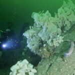 Vancouver: Boat Dive for Certified Diver, Tank & Weight Incl - What Makes This Dive Special?