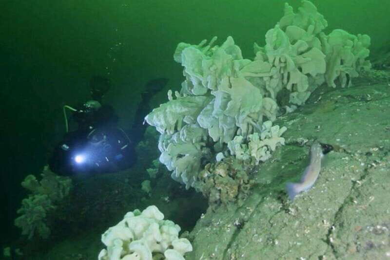 Vancouver: Boat Dive for Certified Diver, Tank & Weight Incl - What Makes This Dive Special?
