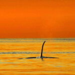 Vancouver Island: Cowichan Bay Sunset Whale Watching Tour - Who Should Consider This Tour?