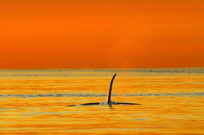 Vancouver Island: Cowichan Bay Sunset Whale Watching Tour - Who Should Consider This Tour?