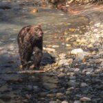 Vancouver Island: Full-Day Grizzly Bear Tour at Toba Inlet - The Sum Up: Is This Tour Worth It?