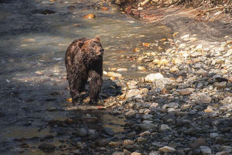 Vancouver Island: Full-Day Grizzly Bear Tour at Toba Inlet - The Sum Up: Is This Tour Worth It?