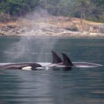 Vancouver Island: Whale Watching Tour - The True Value for Travelers