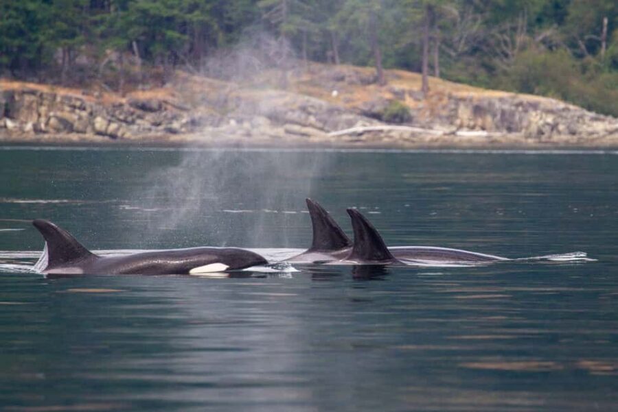 Vancouver Island: Whale Watching Tour - The True Value for Travelers