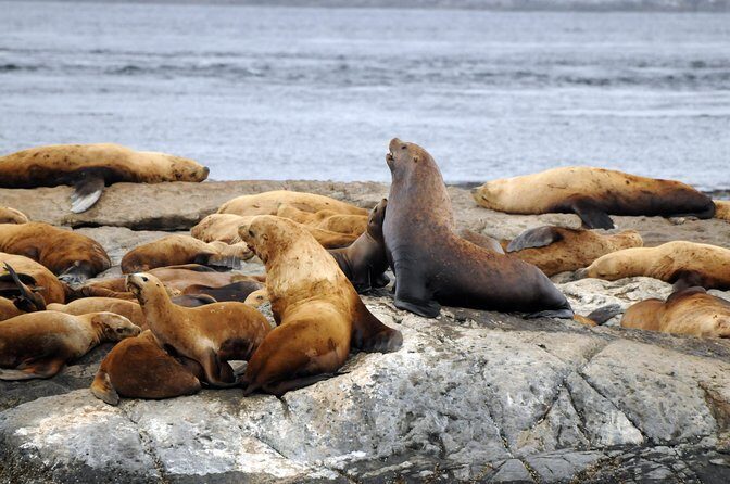 Vancouver Island Zodiac Whale Watching Adventure - Telegraph Cove - Itinerary Breakdown: What to Expect on Your Tour