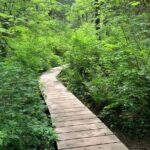 Vancouver Rainforest Hike with Waterfalls, Suspension Bridge, Old Growth Forest - Highlights of the Tour