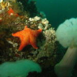 Vancouver: Scuba Dive Boat Charter - FAQ