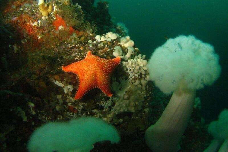 Vancouver: Scuba Dive Boat Charter - FAQ
