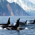 Vancouver Whale Watching Adventure with City tour - Final Thoughts: Who Will Love This Tour?