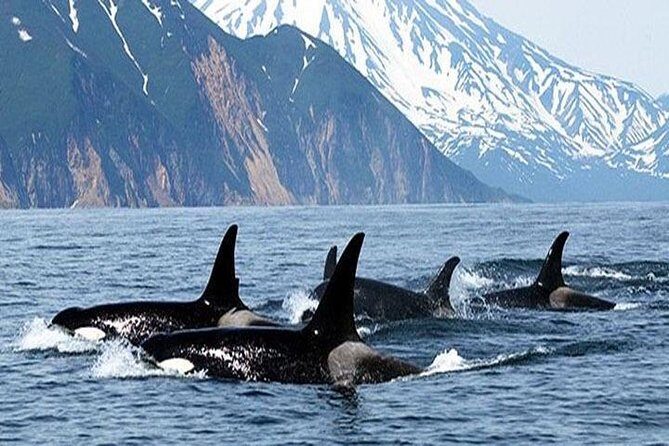 Vancouver Whale Watching Adventure with City tour - Final Thoughts: Who Will Love This Tour?