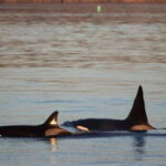 Vancouver Whale Watching Safari - The Experience in Detail