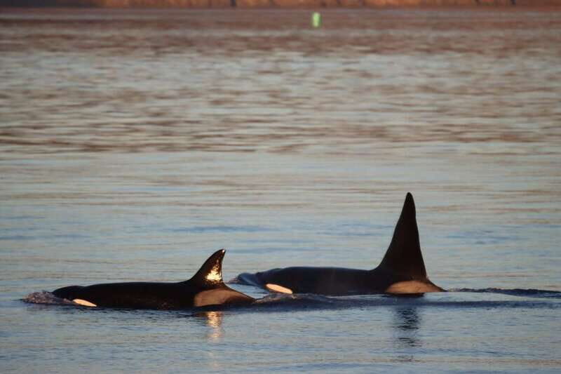 Vancouver Whale Watching Safari - The Experience in Detail