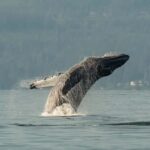 Vancouver: Zodiac Whale Watching Tour from Granville Island - Wildlife Encounters: What You Might See