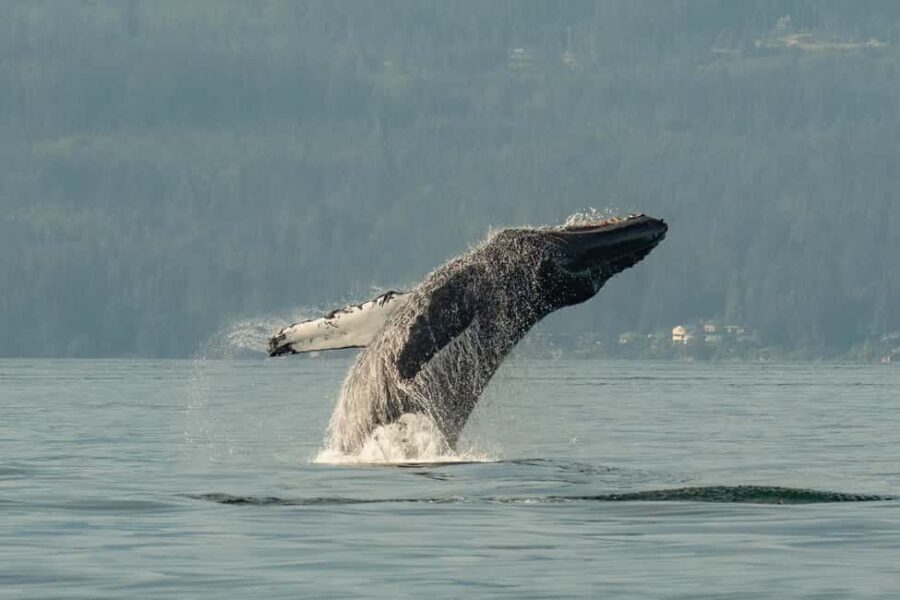 Vancouver: Zodiac Whale Watching Tour from Granville Island - Wildlife Encounters: What You Might See