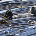 Victoria: 3-Hour Whale Watching Tour - The Itinerary – What a Typical Trip Looks Like