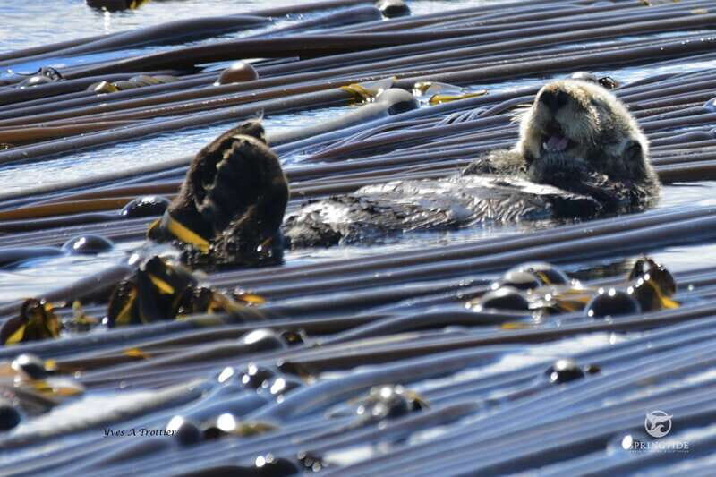 Victoria: 3-Hour Whale Watching Tour - The Itinerary – What a Typical Trip Looks Like