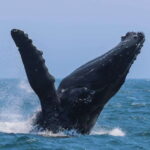 Victoria: 3-Hour Zodiac Whale-Watching Tour - An In-Depth Look at the Victoria Zodiac Whale-Watching Tour