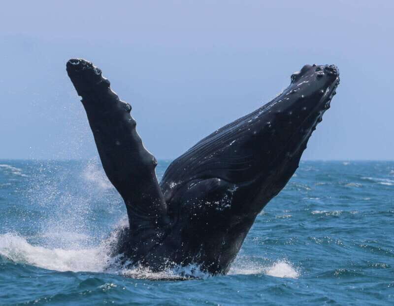 Victoria: 3-Hour Zodiac Whale-Watching Tour - An In-Depth Look at the Victoria Zodiac Whale-Watching Tour