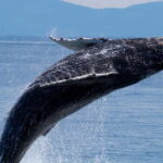 Victoria BC: 3 Hour Expedition Catamaran Whale Watching Tour - What Travelers Say