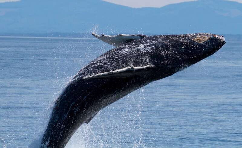 Victoria BC: 3 Hour Expedition Catamaran Whale Watching Tour - What Travelers Say