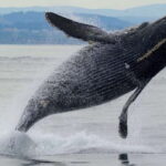 Victoria, BC: 3-Hour Ultimate Whale & Marine Wildlife Tour - Who Will Love This Tour?