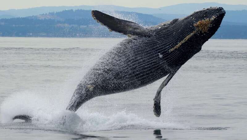 Victoria, BC: 3-Hour Ultimate Whale & Marine Wildlife Tour - Who Will Love This Tour?