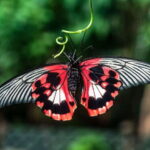 Victoria: Butterfly Gardens Admission Ticket - The Wildlife: More Than Just Butterflies