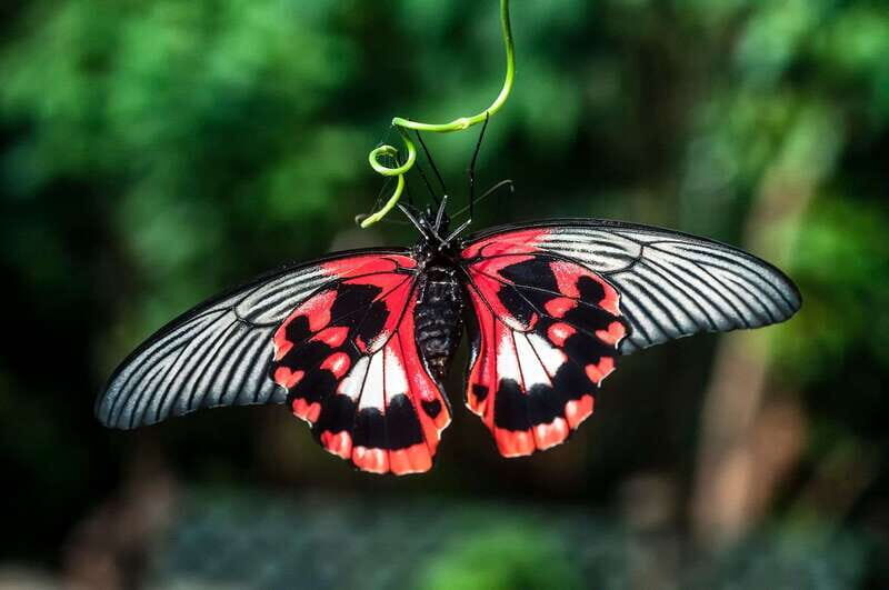 Victoria: Butterfly Gardens Admission Ticket - The Wildlife: More Than Just Butterflies