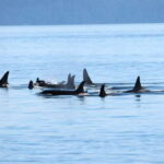 Victoria: Covered Whale Watching Adventure with Free Photos - Value for Money