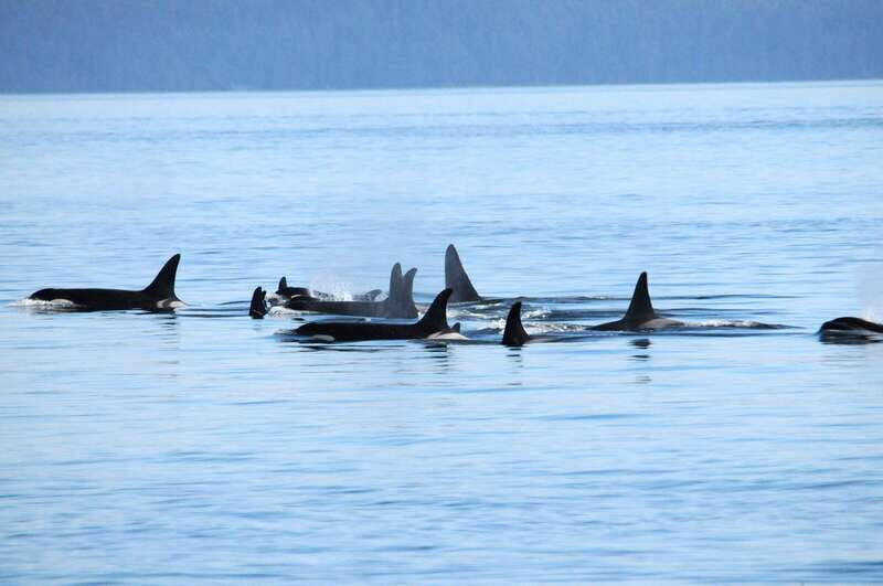 Victoria: Covered Whale Watching Adventure with Free Photos - Value for Money